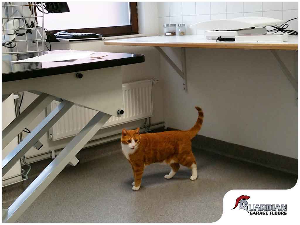 Why Choose Polyaspartic Floor Coatings For Animal Shelters? - Guardian ...